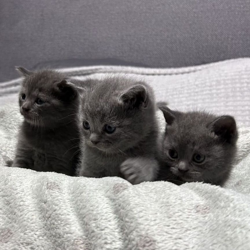 Шотландский вислоухий короткошёрстный котёнок