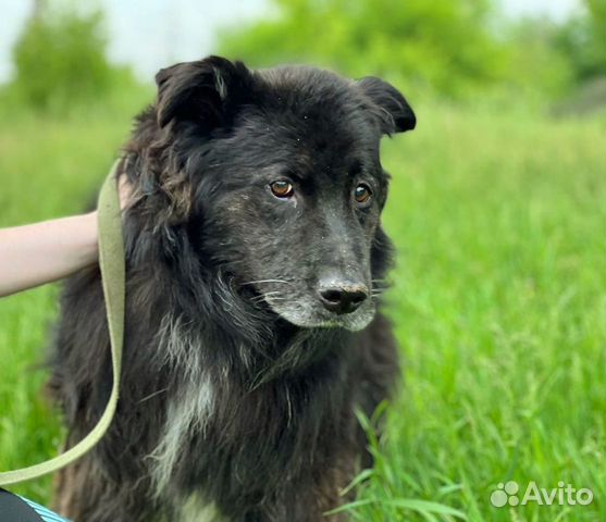 Найт грустит из-за нелегкой судьбы, помогите