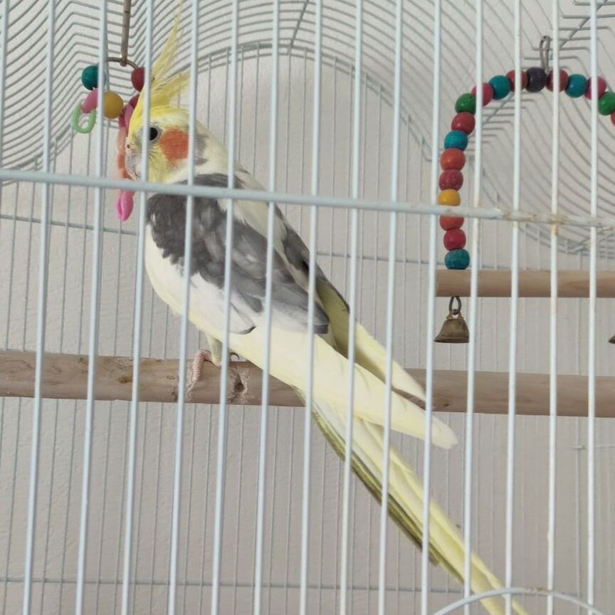 Попугай корелла с клеткой