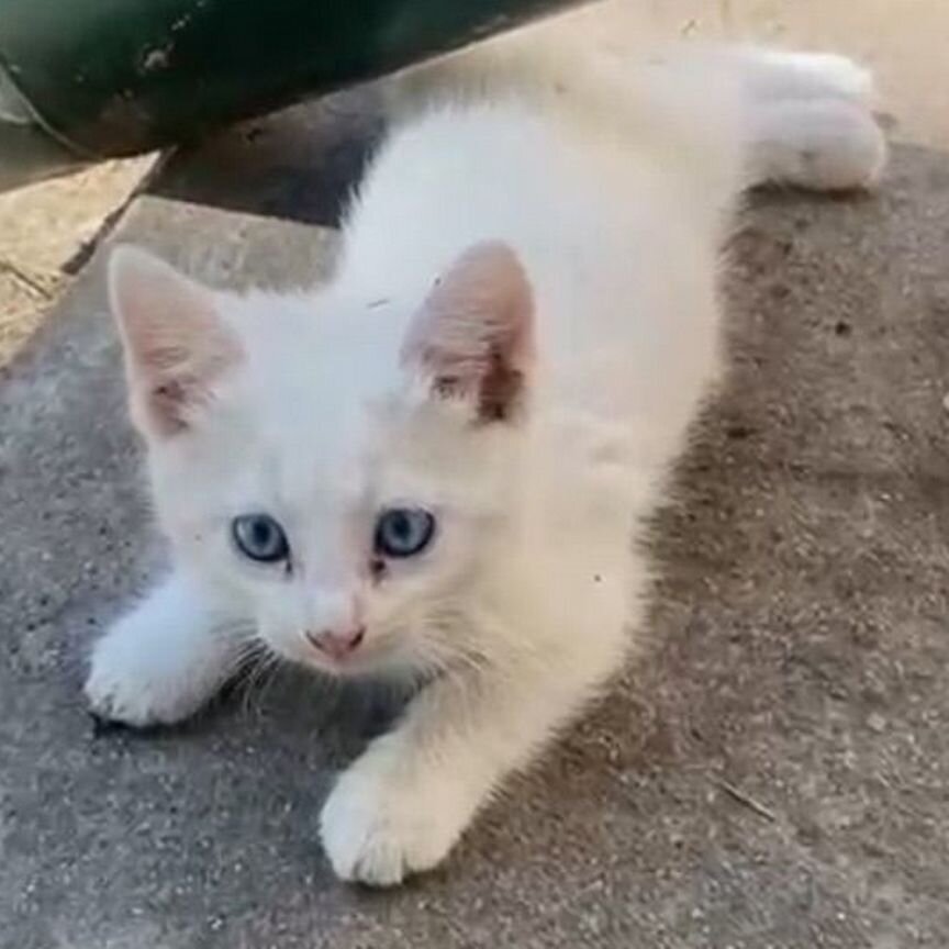 Котята в добрые руки бесплатно