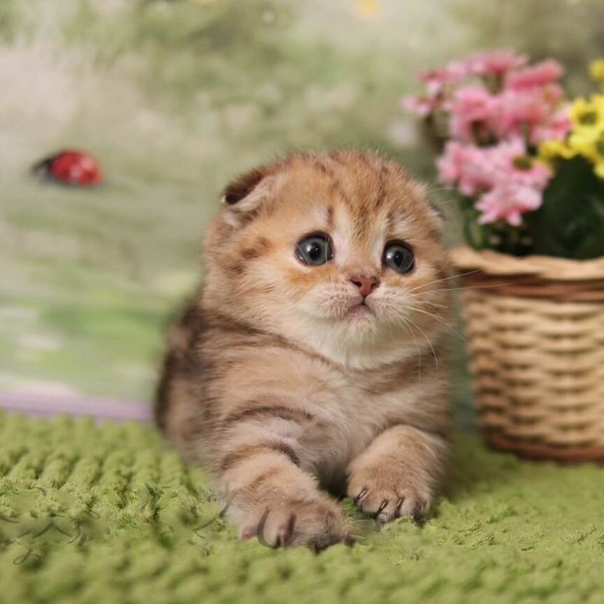 Вислоухие золотые котята