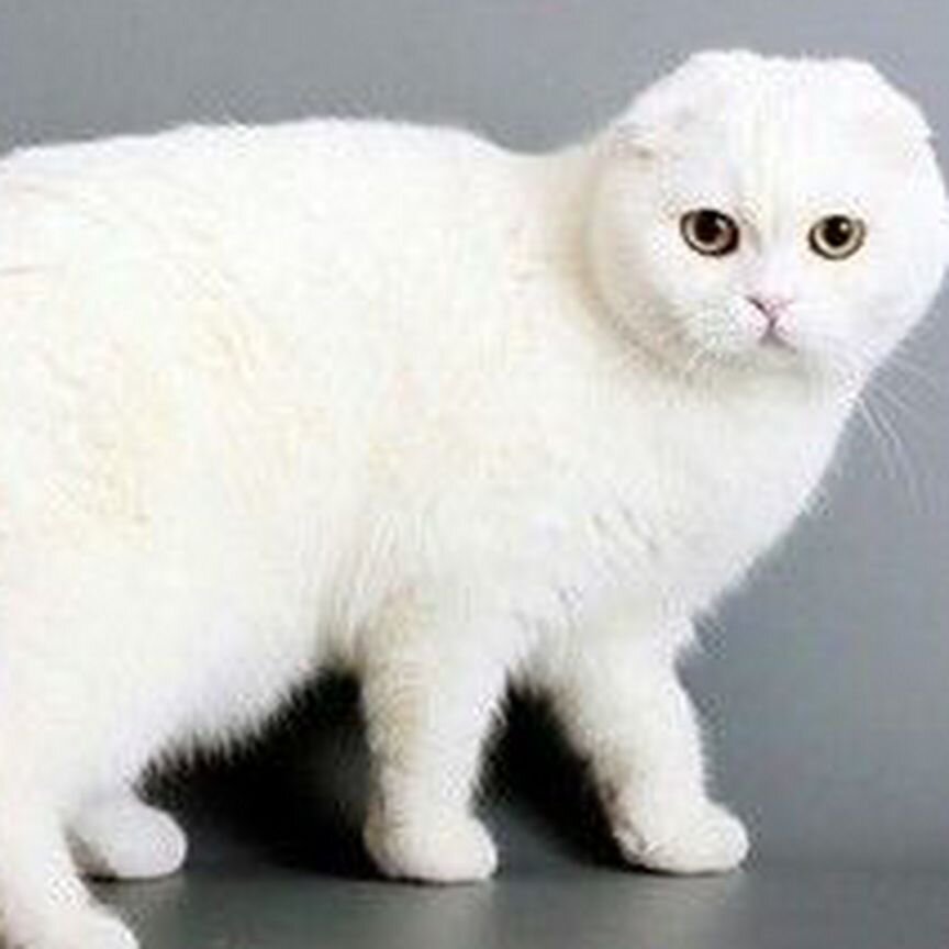 Молоденькая Кошечка Скотишфолд