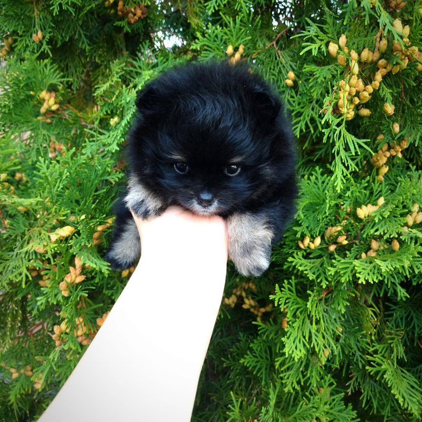 Девочка померашка чëрно-подпалая