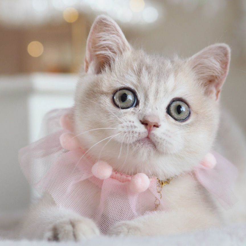 Британский короткошёрстный котёнок