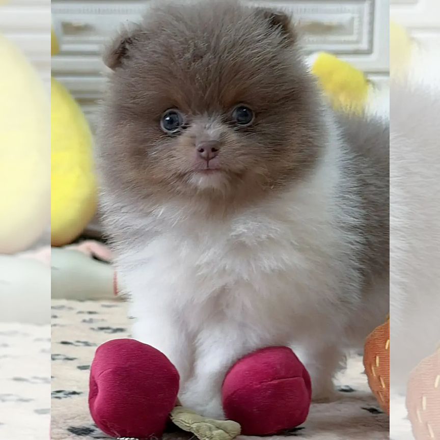 Померанский шпиц, щенок