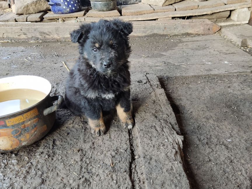 Собака в добрые руки