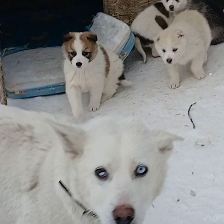 Щенок в добрые руки