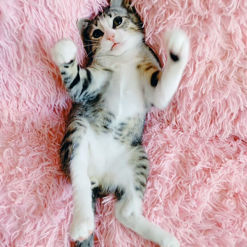Веселый котенок 2,5мес