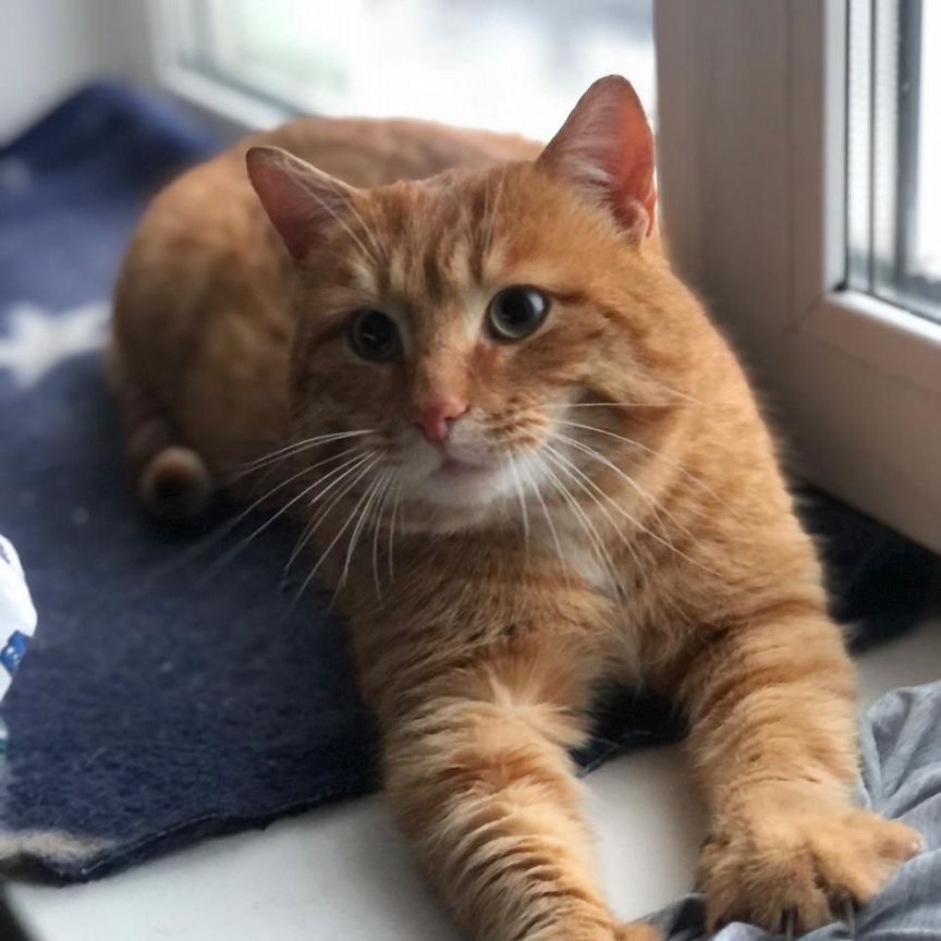 Счастье в дом, котик 1 год