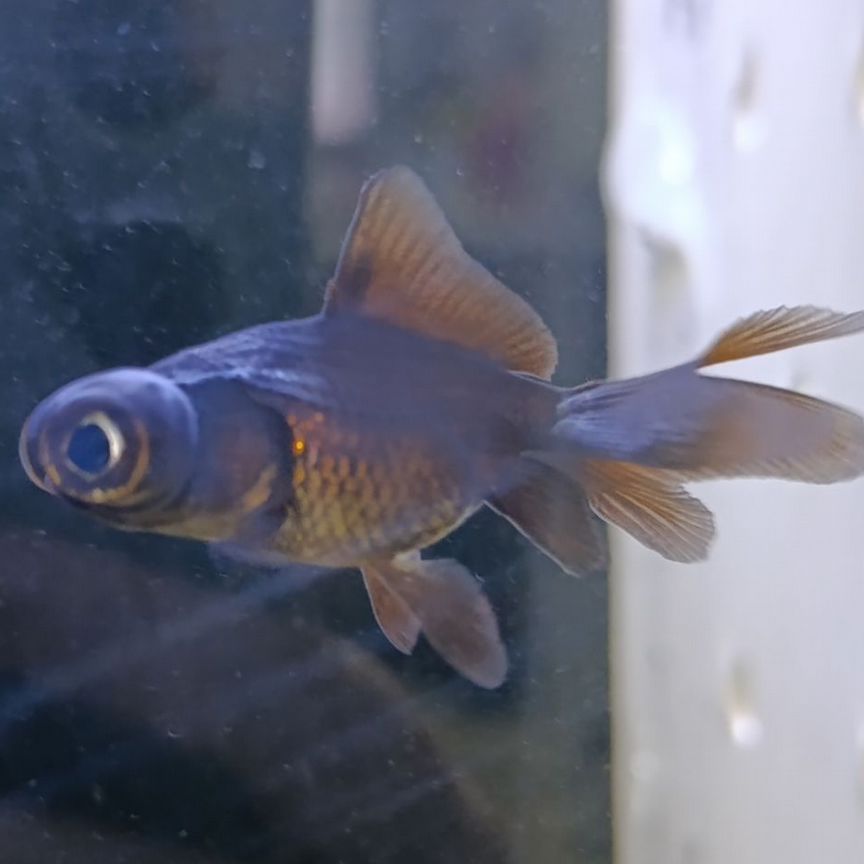 Золотая рыбка "Телескоп" чёрная