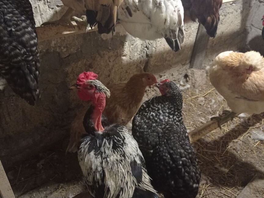 Молодые петушки