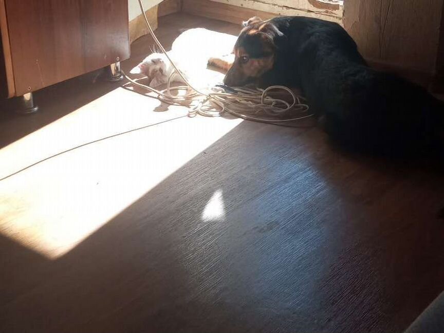 Щенок Мартин