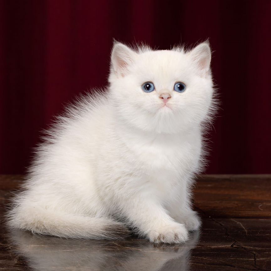 Британские