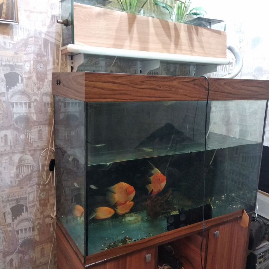 Аквариум 260 литров