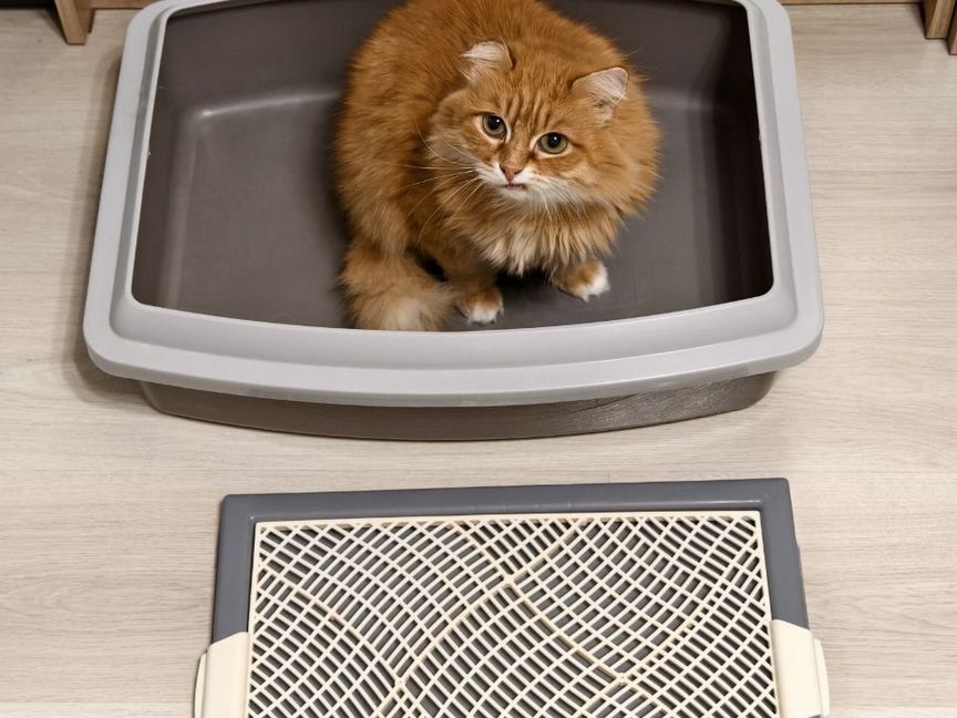 Лоток для кошек большой