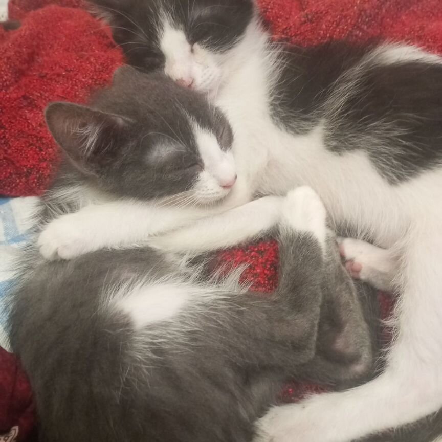 Кошки в добрые руки