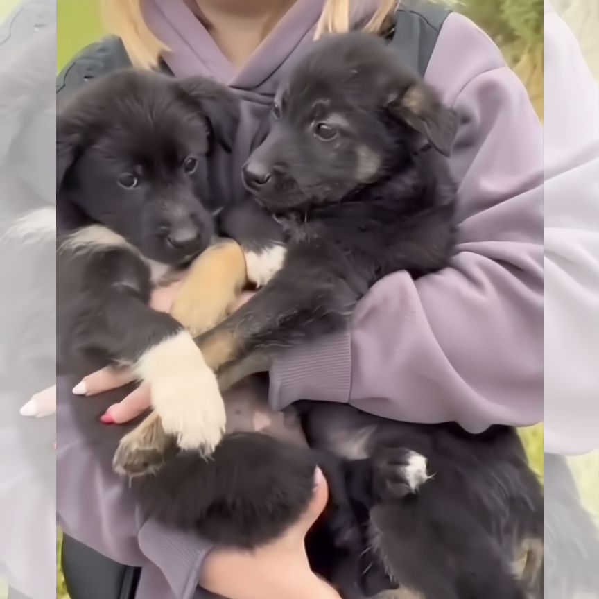 Щенок в добрые руки