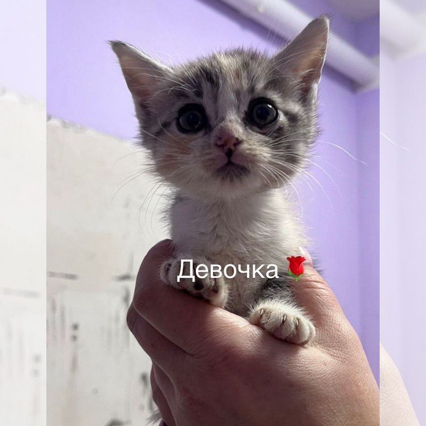 Котёнок в добрые руки