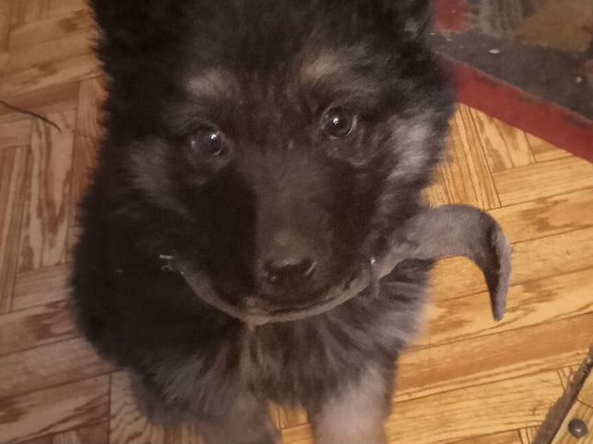 Немецкая овчарка