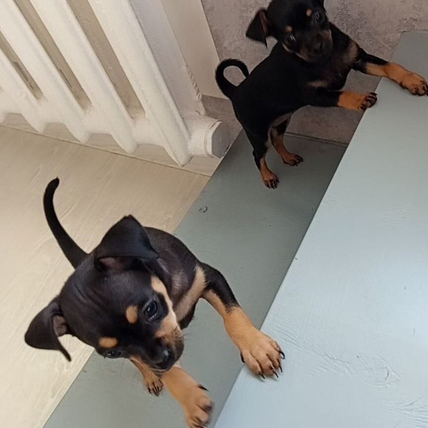 Той-терьер щенки