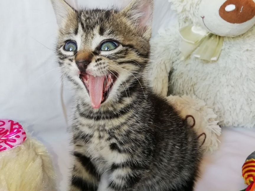 Котёнок Мяурицио
