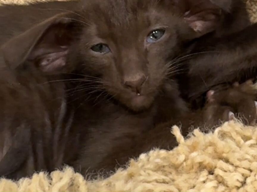 Ориентальный экстримальный мальчик