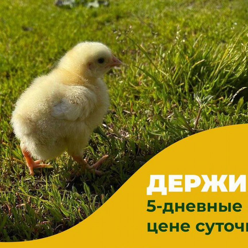 Цыплята Росс 308 суточные