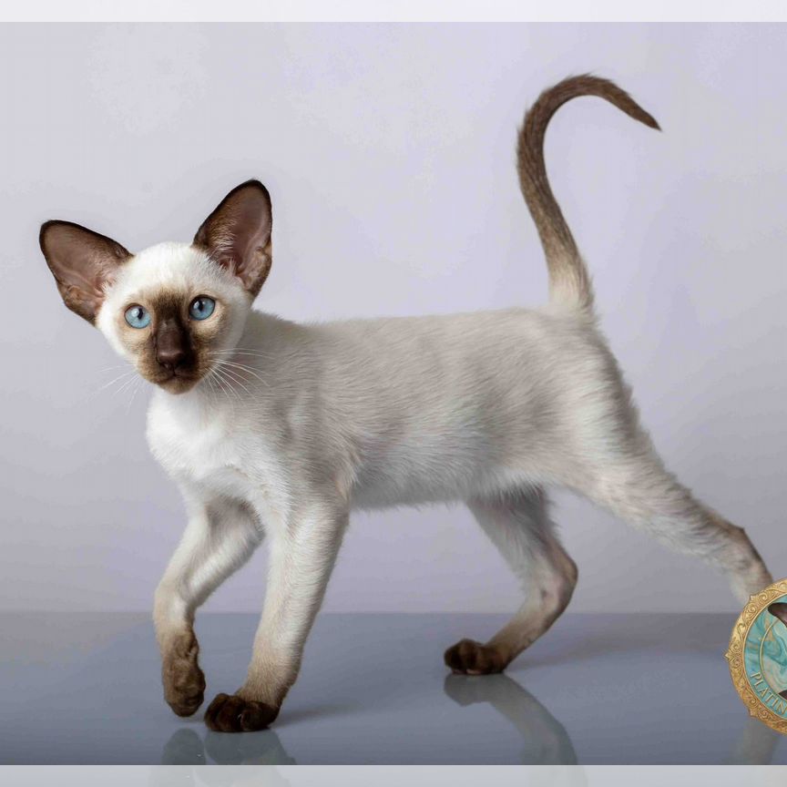 Ориентальный котёнок