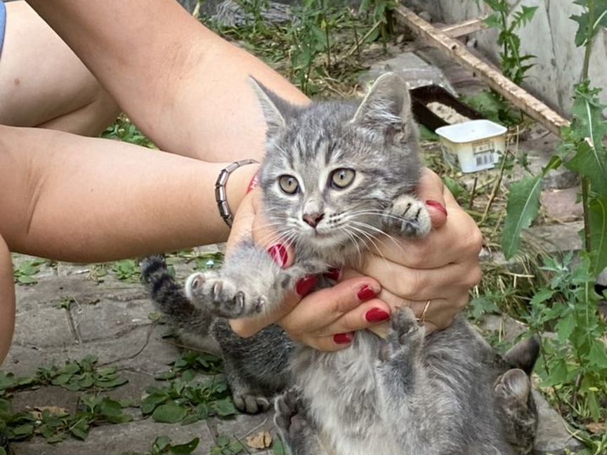 Котики бесплатно в добрые руки