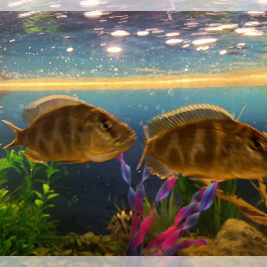 Цихлиды, Аквариумные рыбы