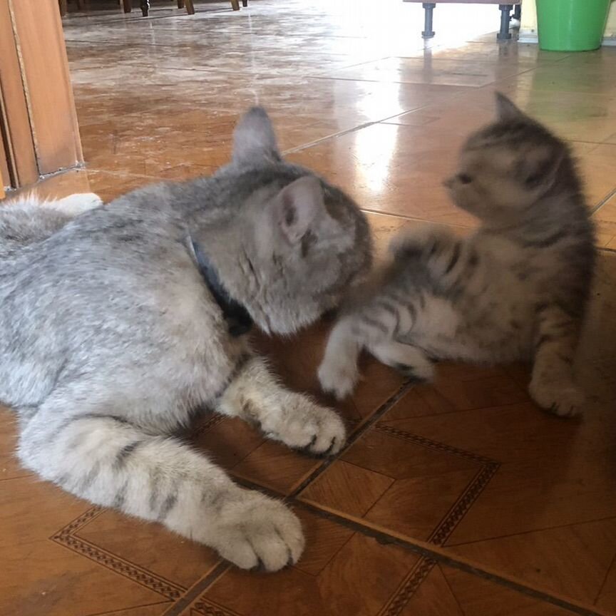 Котёнок в добрые руки