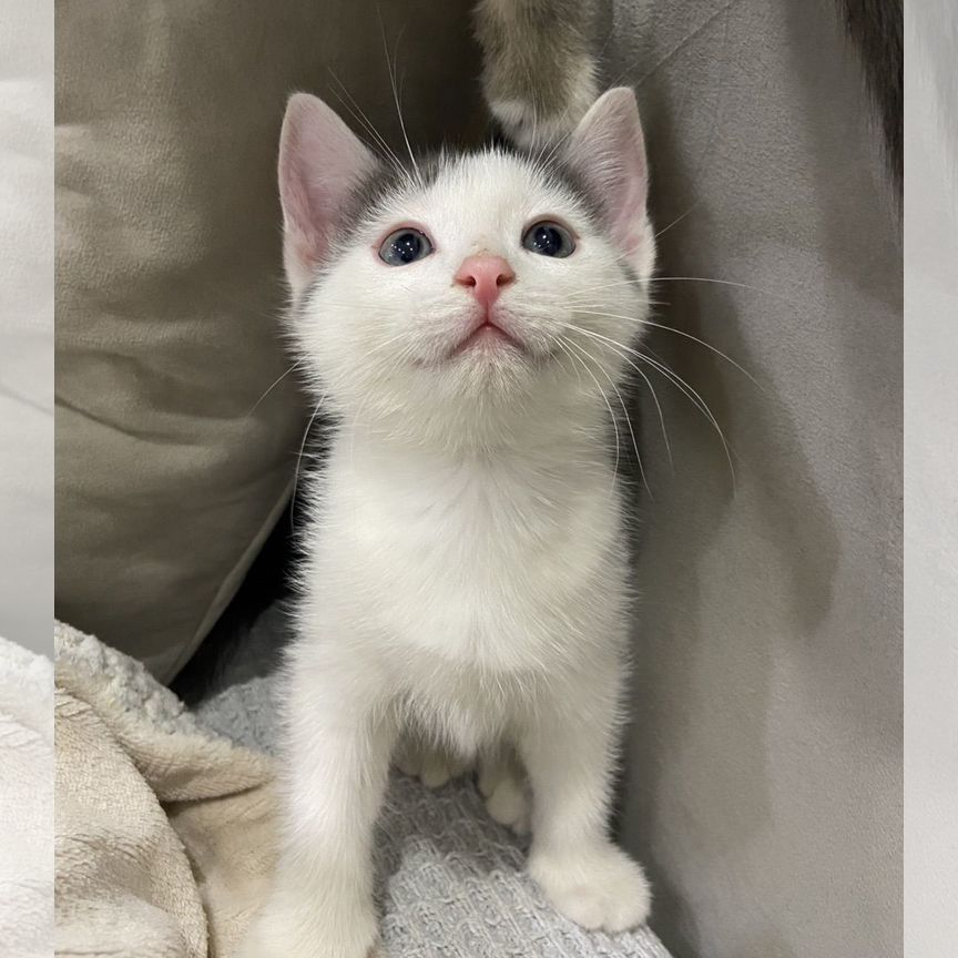 Котёнок в добрые руки