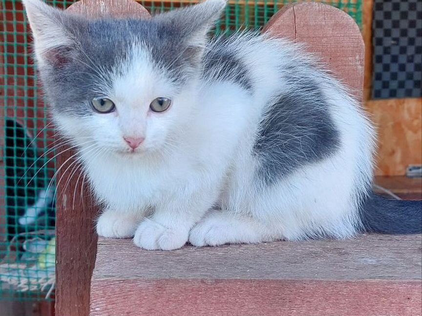 Котенок мальчик 2 месяца