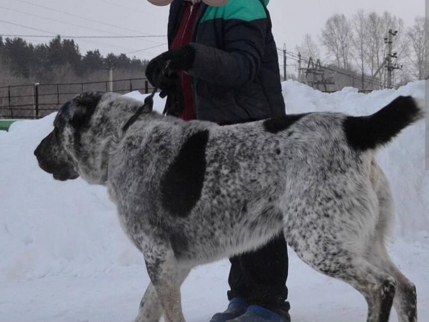 Кобель в разведение