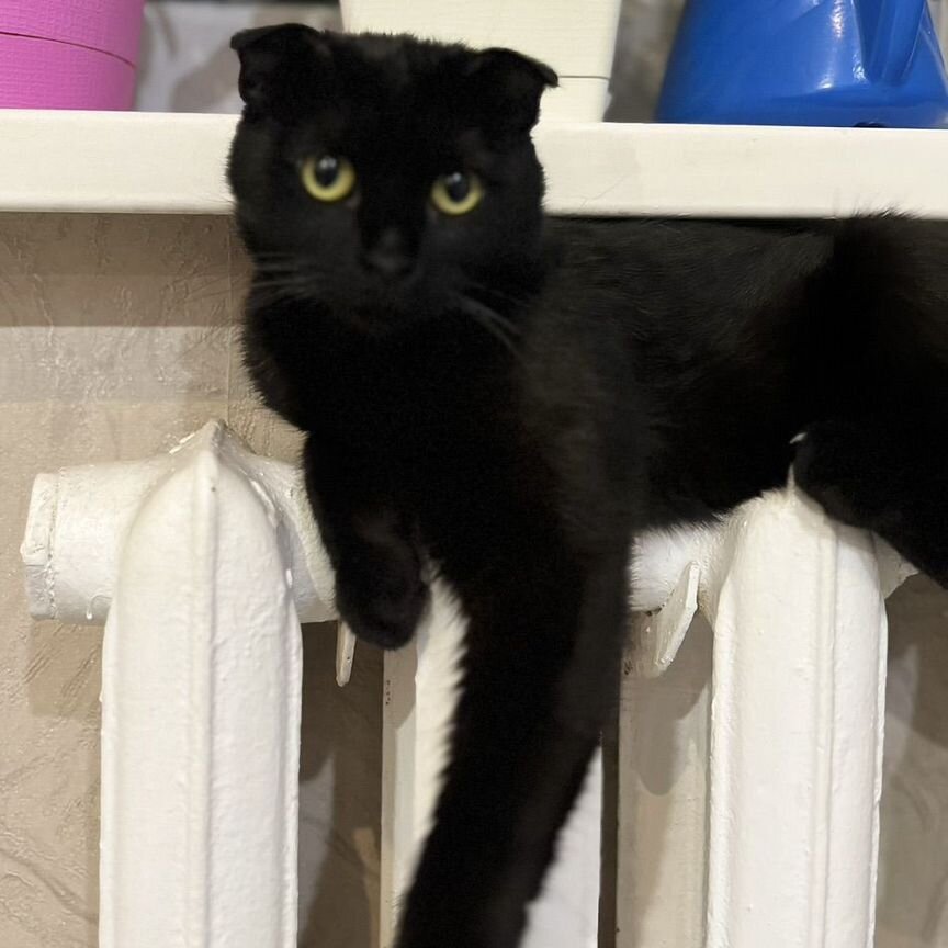 Котик в добрые руки