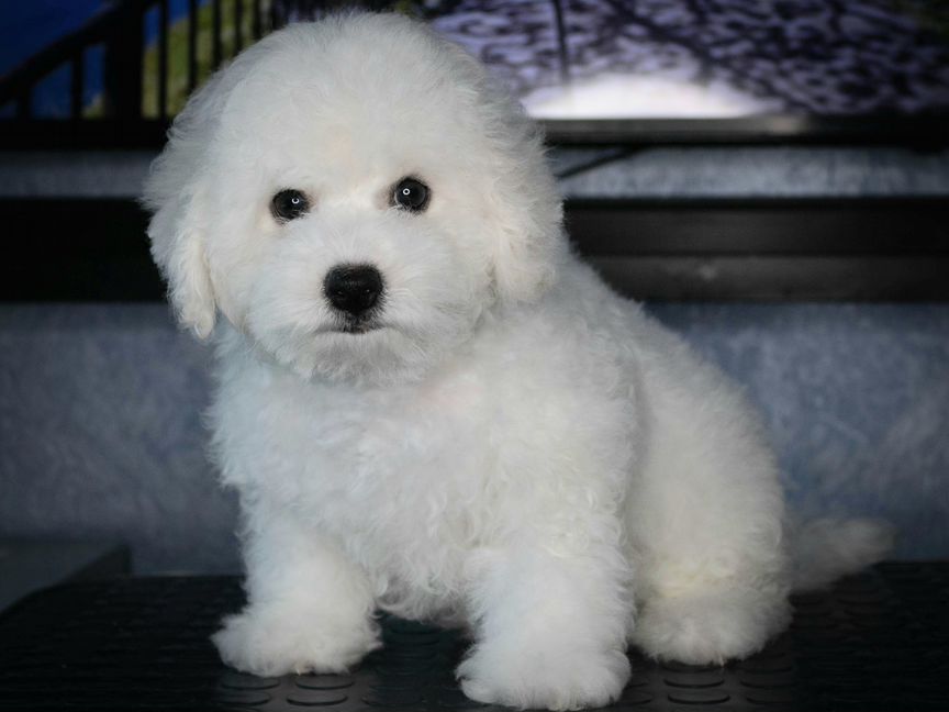 Бишон фризе мальчик