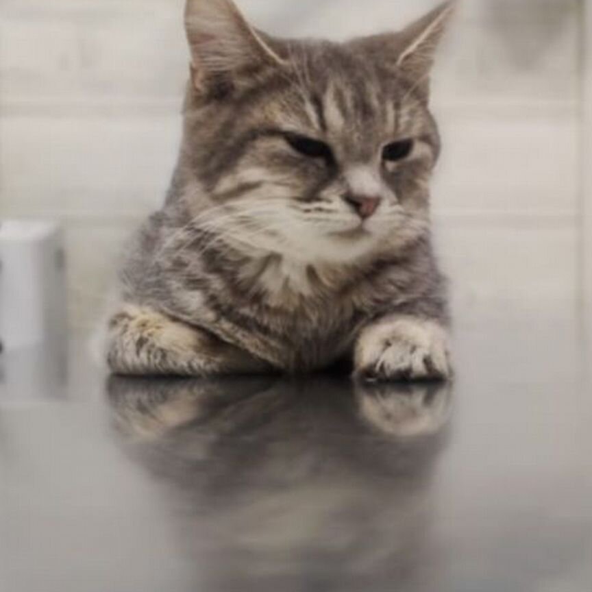 Котёнок, будет не крупный, с анализами