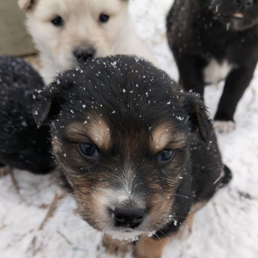 Отдам в добрые руки щенков дворняги