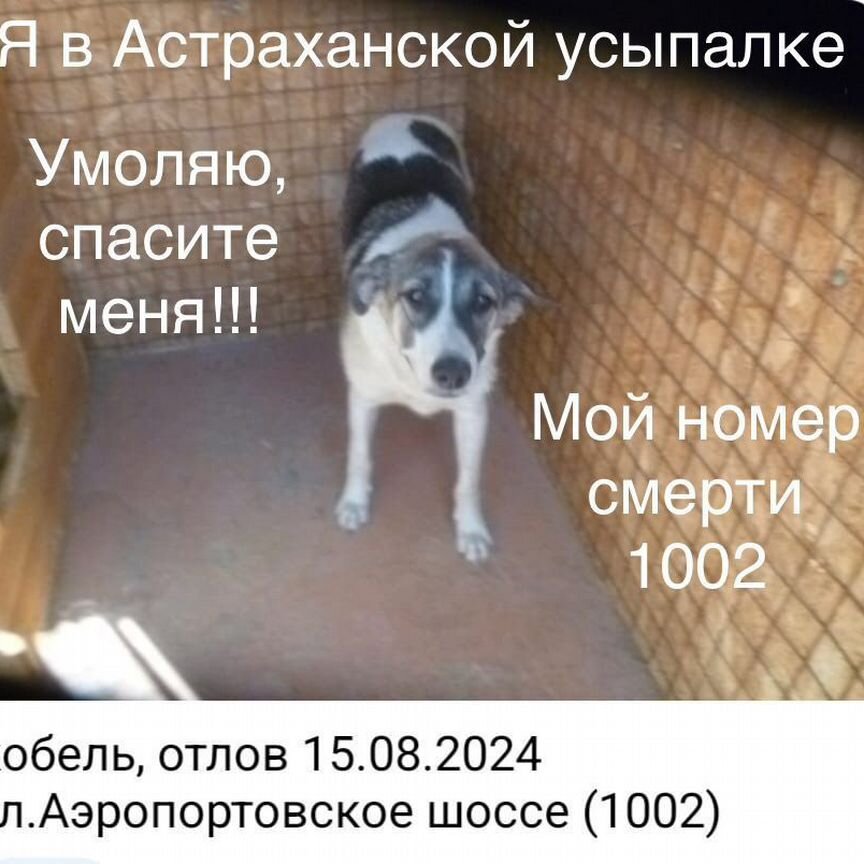 Собака в добрые руки