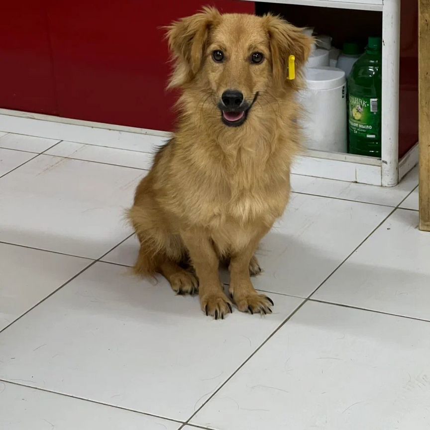 Маленькая собака Хитрый жук в добрые руки