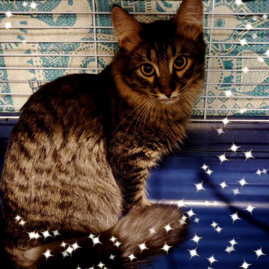 Отдам в добрые руки