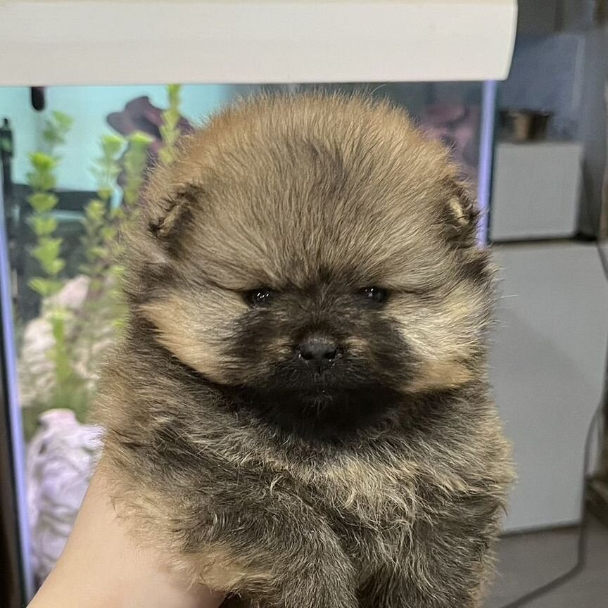 Померанский шпиц девочка