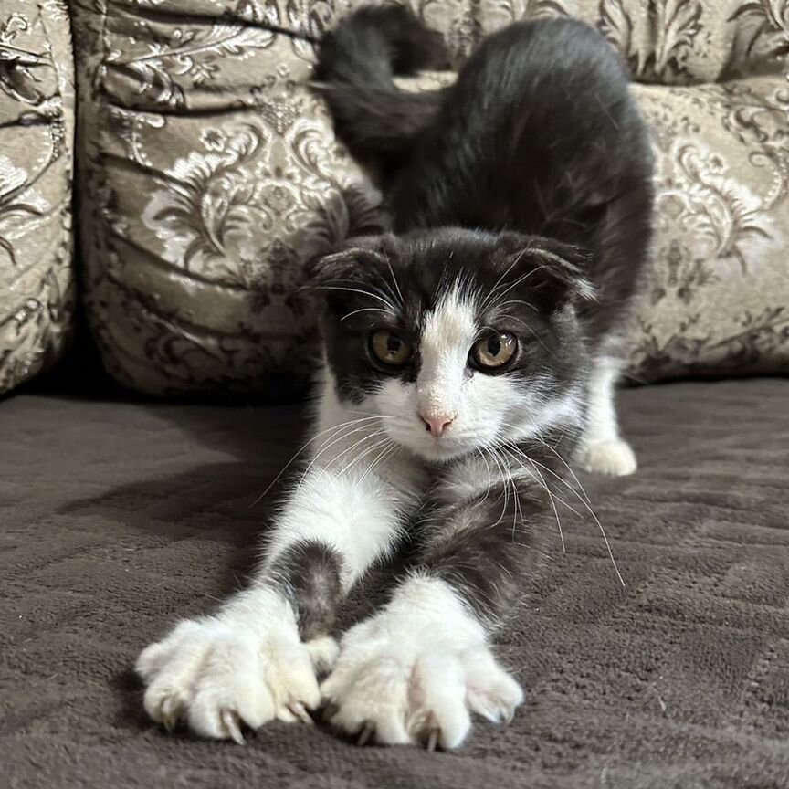 Котенок
