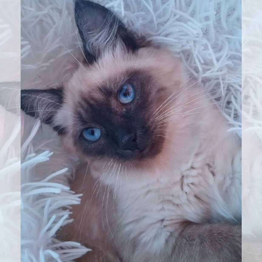 Потерялась кошка