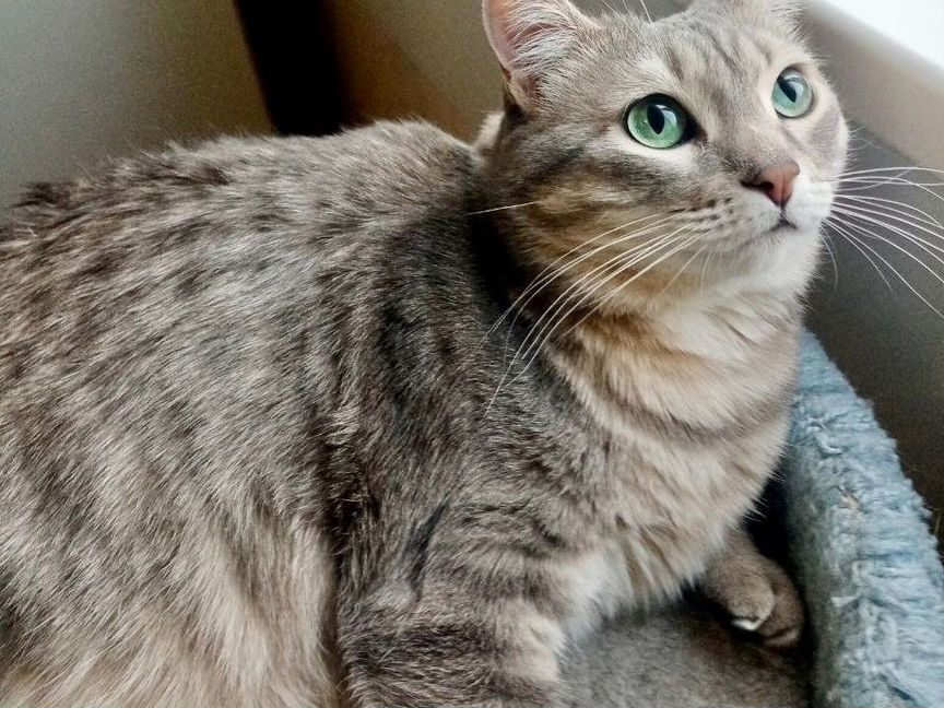 Спокойная ласковая киса