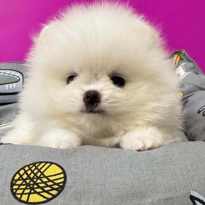 Померанский шпиц, щенок