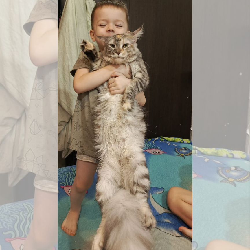 Мейн-кун котёнок