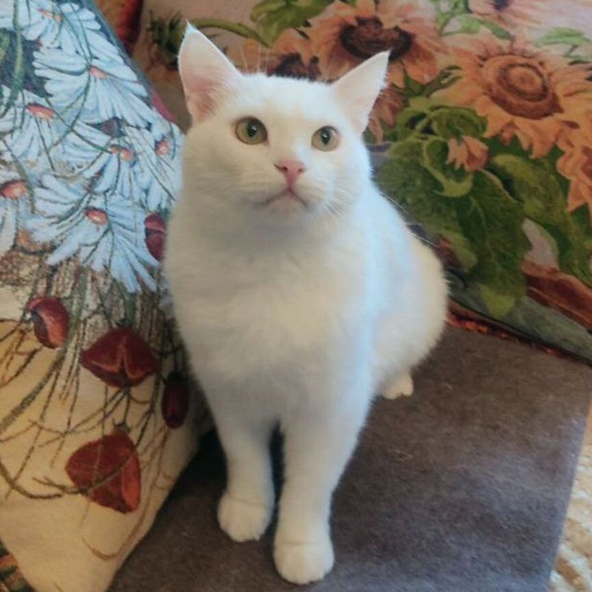 Кошка, стерилизована, 3 года