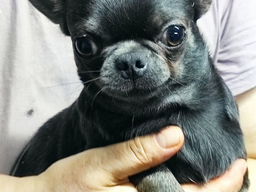 Голубой кобель.Вязка