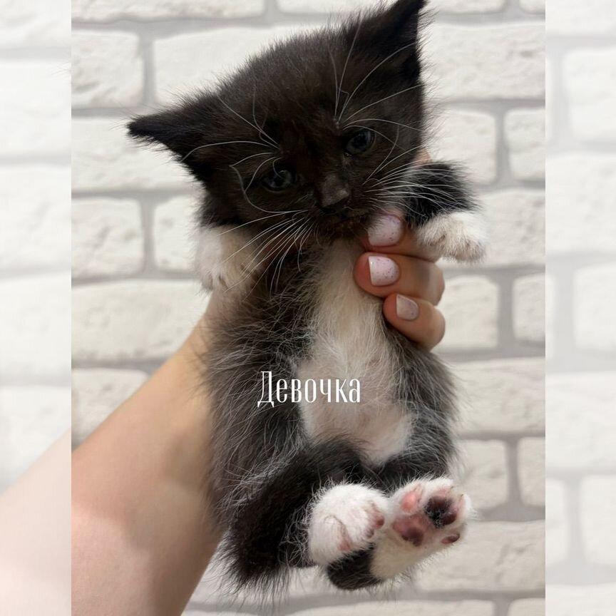 Котёнок в добрые руки